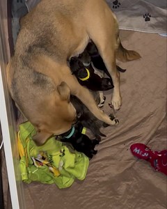 Well it’s been a busy morning…. We thought Sandy Cheeks was done a couple of times but she keeps surprising us so we can’t guarantee this is a final count. But, starting at 6:44am today Sandy delivered her first baby after spending a very long night being quite uncomfortable. She proceeded to push out 4 babies in one hour… then the progress slowed and the next didn’t arrive for over two hours. Then #6 and #7 each came 90 mins apart. Sandy is an amazing mom and had 7 beautiful babies…..the first 