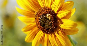 Bumblebee worker bee climbing all over sunflower collecting pollen on a warm summer day - in Cinema 4k (60fps real time). Stock Video