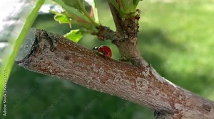A close up shot of a ladybug moving around a small tree branch. The ladybug moves around the branch behind a leaf of a peach tree.