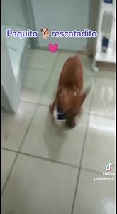 Caso externo ❤️  Paquito de 8 meses en adopción responsable. Se encuentra sano desparasitado y con las vacunas, la esterilización esta pagada x el rescatista. Es sociable juguetón y se lleva con otros animalitos. Inf 0963097500 ❤️ RESCATA  ADOPTA y dale una nueva oportunidad a Paquito | Adopción Animal Guayaquil - AG | Facebook