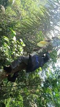 Begini Cara Panen Madu TANPA Ekstraktor! (Modal Sederhana) #maduhutan #bee #honey