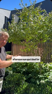 20K views · 64 reactions | OAK LEAF HYDRANGEA - this beautiful type...