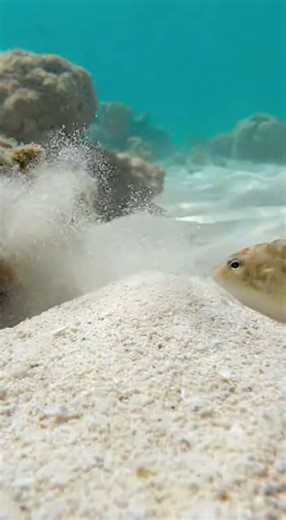 Fish Start Spitting Sand at Each Other… It Escalated Fast