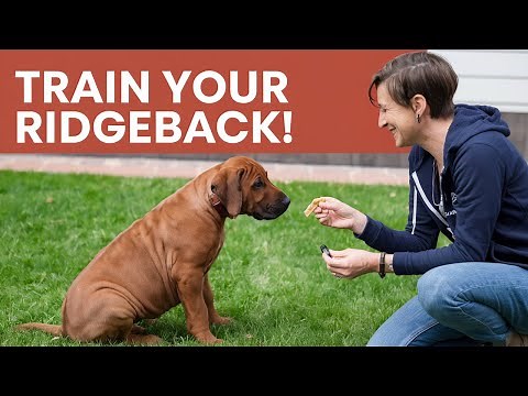 HOW TO TRAIN A RHODESIAN RIDGEBACK PUPPY
