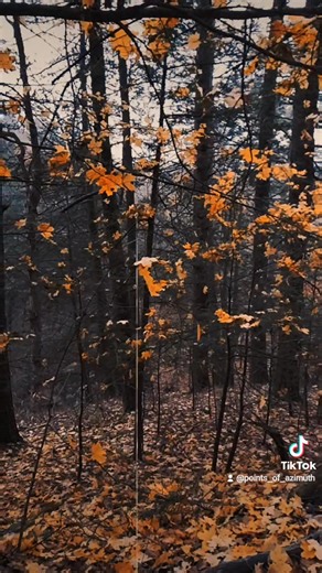 #freedom #outdoors #nystate #hiking #fall Points of Azimuth | Points of Azimuth