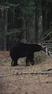 194K views · 2.4K reactions | 437 lbs just stepped into range...Stay tuned — you’ll want to see this beast up close.  @buck_country_canada | Driven with Pat & Nicole | Facebook