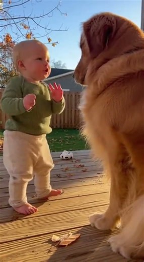 Too Funny To Handle – 100% Certified LOL