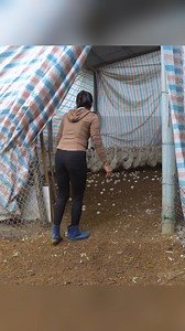 3.6K views · 30 reactions | Harvest Many Eggs On The Duck Farm, Use Truck Transport Duck Eggs Go To Market Sell #myfarm #đào #lýthịca #lythica #farmlife | Monkey SoK Ya | Facebook