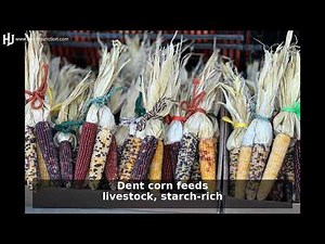 Corn Varieties Guide: Sweet, Dent, Flint & Popcorn
