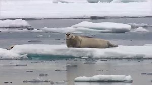 Me commentary on a Seal With Big Dreams. | Ozzy Man Reviews