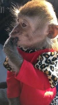 5 week old baby monkey Lula bottle feeding 🐵🍼🍼♡