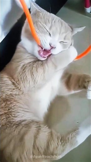 Cats Making Mistakes 😂 Funniest Cat Fails Ever #shorts #funny