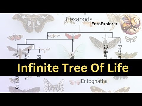 Introduction to Insect Taxonomy and Insect Identification - Part 2 - Phylogenetic Trees