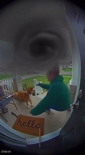 Lightning Vortex Almost Takes Dog! 😱⚡ #Shorts #Rescue #Storm