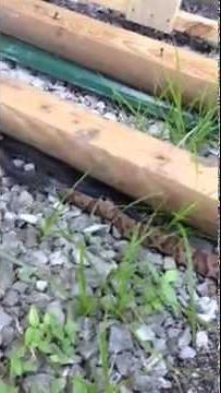 Black snake eats copper head