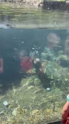 North American River Otter Pup 'Howe'