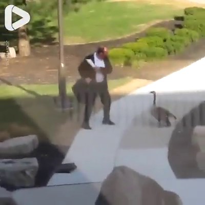 1M views · 10K reactions | Geese are absolute w*nkers!  | IGV | Facebook