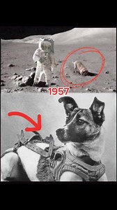 Dog in the land of the moon 1957 #the_lost_world #ancient #dogs #world #Amazing #beautifulworld #thelostworld #old | Rabeya Bosori 01