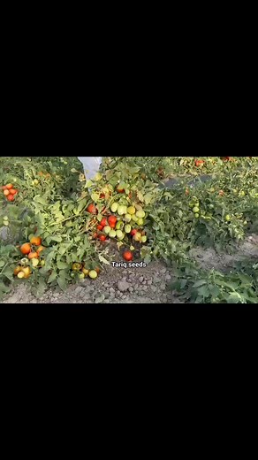 Great varaity tomatoes sagar a full frouting sindh my | Tariq Tareen Offical