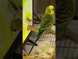 Houdini the parakeet does a perfect imitation of Kiwi