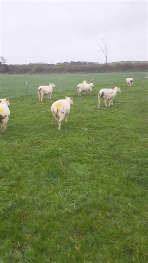 RAM EFFECT DAY 18 UPDATE: Rams were introduced on Day 14 and yesterday, Day saw the first peak in matings. Our Chapelizod Pedigree Sheep Suffolk ram has 60% of his group tipped, so he's of to a flying start. Our Charollais isn't doing so good, will have an update on him tomorrow, hopefully. #irishprairie #breedingseason2025 #rameffect #sheep #irishfarm #Suffolk | Irish Prairie