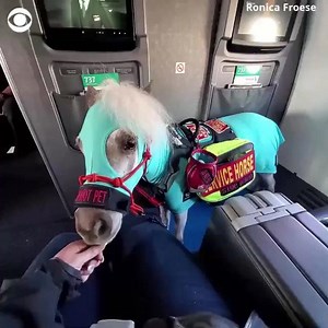 A woman took her 115-pound miniature horse on a plane as a service animal. Now, she's worried it could be his last flight. | KHOU 11 News