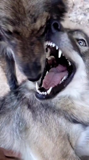 wolf sweet fight 🐺 but they love each other ❤️ #wolf #wolfdog #wolves #dogs #wolfdog #wolfgirl #animal #wildanimal #snowwolf #animals #roar #pet #homies #bravo #americanwolf #life #morningwolf #native #nativeculture #wolfcommunity #wolfdogpuppy #lonewolf #siberianwolf #wolfdoggy #wolflove #highcontentwolf #wolfdoglove #wolfdogclub #wolfdoghybrid #americanwolfdog | Wolf lovers world