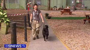 Pets are our pride and joy, but poor behaviour can put others at risk. Owners are brushing up on tops tips and tricks - Amalee Saunders filed this report. #9News | 9 News Gold Coast