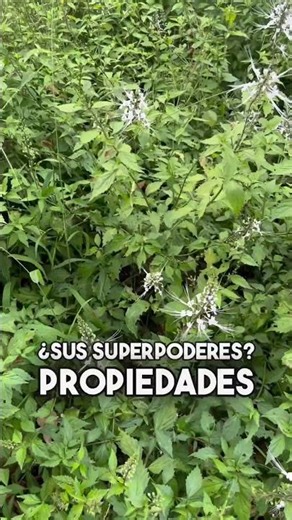 #shorts ¡Té de JAVA!