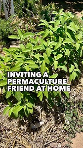 12K views · 226 reactions | This is what happens when you invite a permaculture friend at home! 藍We wanted to do this video with my brother Eduardo Terzidis to highlight some fun examples of different lifestyles in our modern society. We forgot for sure some basics reconnecting ourselves with plants & nature!Hope you liked this video!Green Love #permaculture #barefootlife #organicgardening #sage | Thefrenchiegardener | Facebook