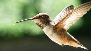 High-speed cameras reveal how hummingbirds can turn on a dime