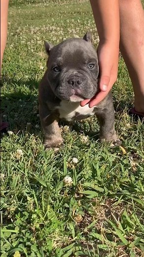 Our future stud is gearing up. #production #americanbully #microbully #puppy #bullypuppy