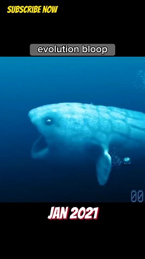 meet the bloop บน TikTok