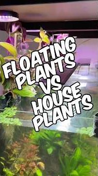 Floating Plants Vs House Plants - Whats Better For Your Aquarium?
