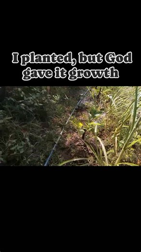 Blessed Sunday Everyone! I'm always amazed at how a piece of branch can grow into a tree. #alwaysthankful | APO Homestead - Early Seven Farm