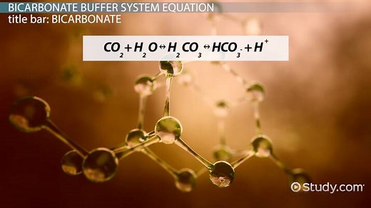 Bicarbonate Buffer System | Overview, Equation & Uses