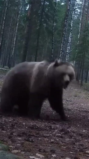Bear vs Wolf: A Fierce Survival Battle #wildlifebattle #animalfight #naturedrama