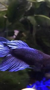 5.4K views · 66 reactions | Can a betta and pygmy cories live in the...