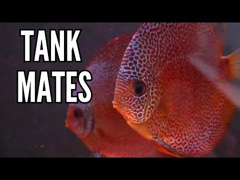 Top 10 Tank Mates for Discus Fish