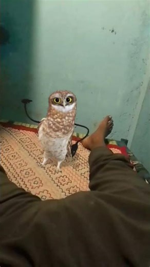 candy shop 😍 #candyshop #candyshopchallenge #nehakakkar #tonnykakkar #trend #shortvideo #song #funny