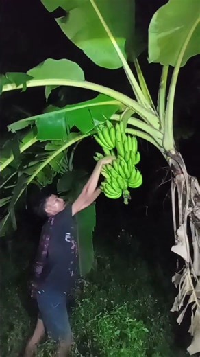 Wao hewa menyamar buwah pisang#nature #shortvideo