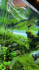 Nothing better than your Lush tank 💚 #plants #aquarium | Trip Aquarium