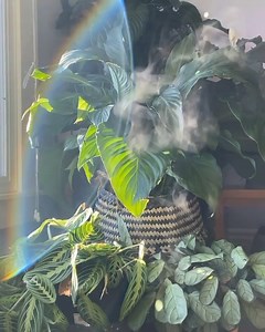 🤩🤩Dreamy vibes! I am so obsessed with this magical shot! (Model: sh8820) Check out #elechomes official website @plantagiouss | Elechomes