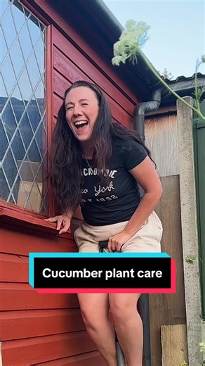 Cucumber Plant Care Tips for Thriving Gardens