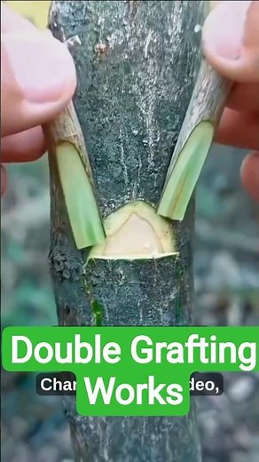 Olive Tree Grafting Step by Step Double Grafting Technique That Works