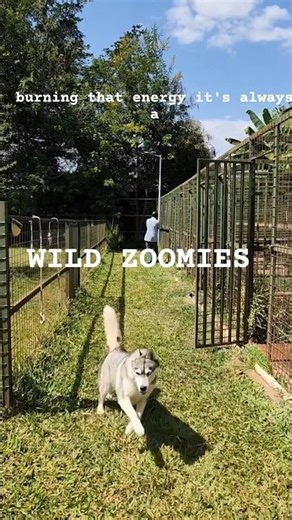 Husky Dogs: The Science Behind Their Zoomies