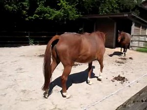 File:Horse walking in corral MVI 7490.MOV.ogv - Wikimedia Commons