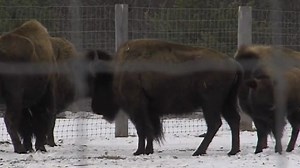 Good Question: Are bison burgers endangered?