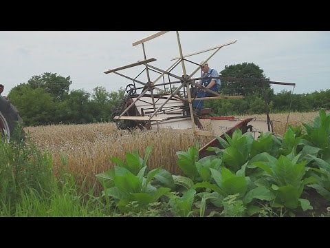 1930's McCormick-Deering Binder Demo at Schumacher Farm - Harvest Day