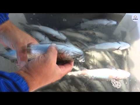 FIAP profiwork FishStunner is a robust and low-maintenance device